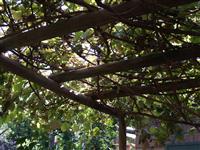 Production Horticulture Courses | Online Crop Courses - Study ...